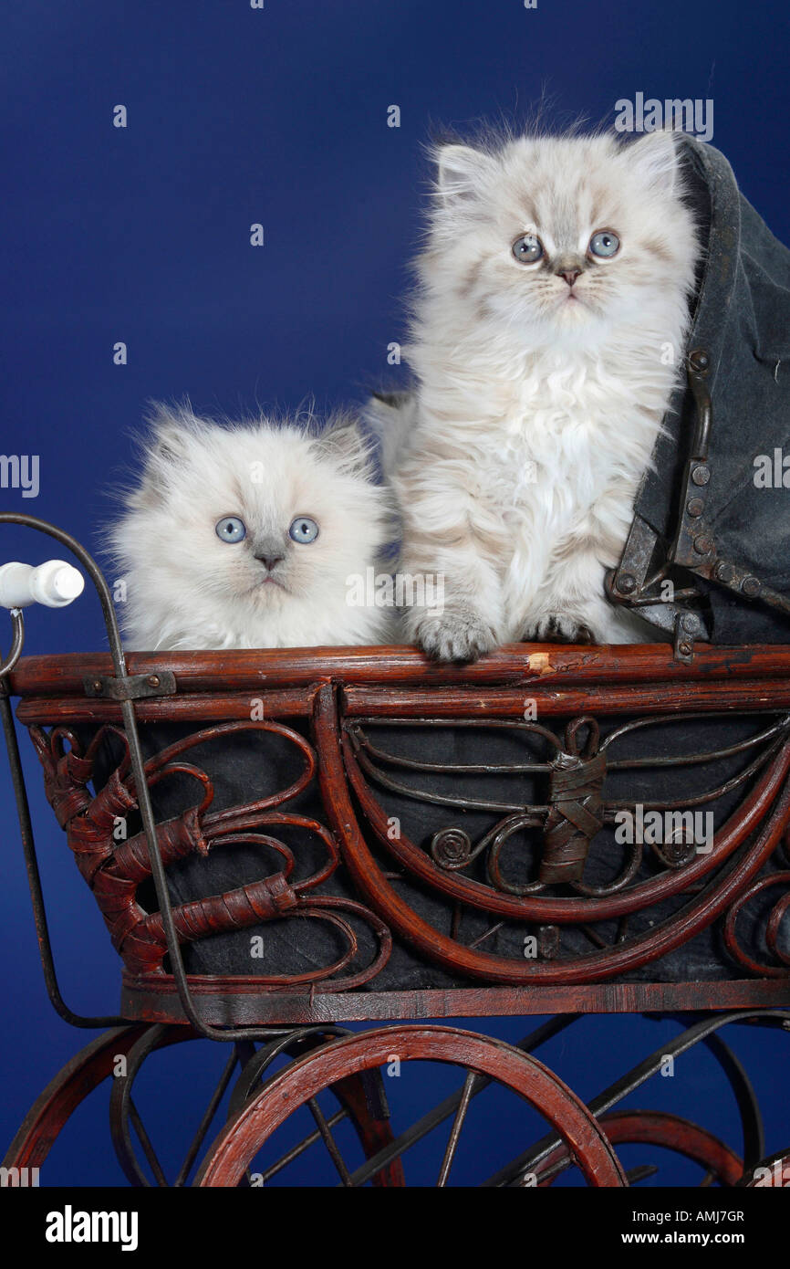 British Longhair Cats kittens Highlander Lowlander Britanica doll ...