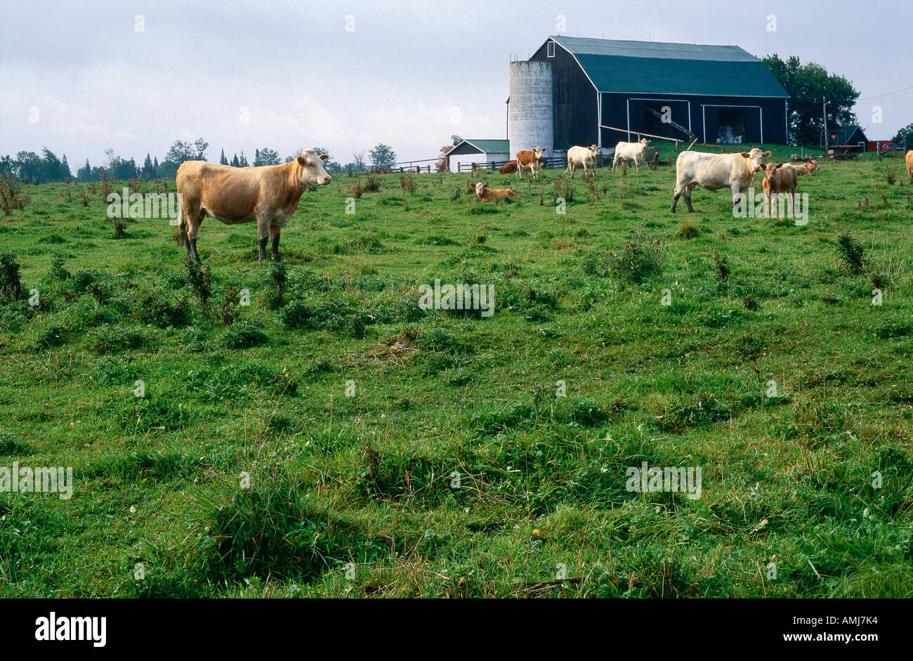 Cattle on Farm, Lindsay, Ontario, Canada Stock Photo - Alamy