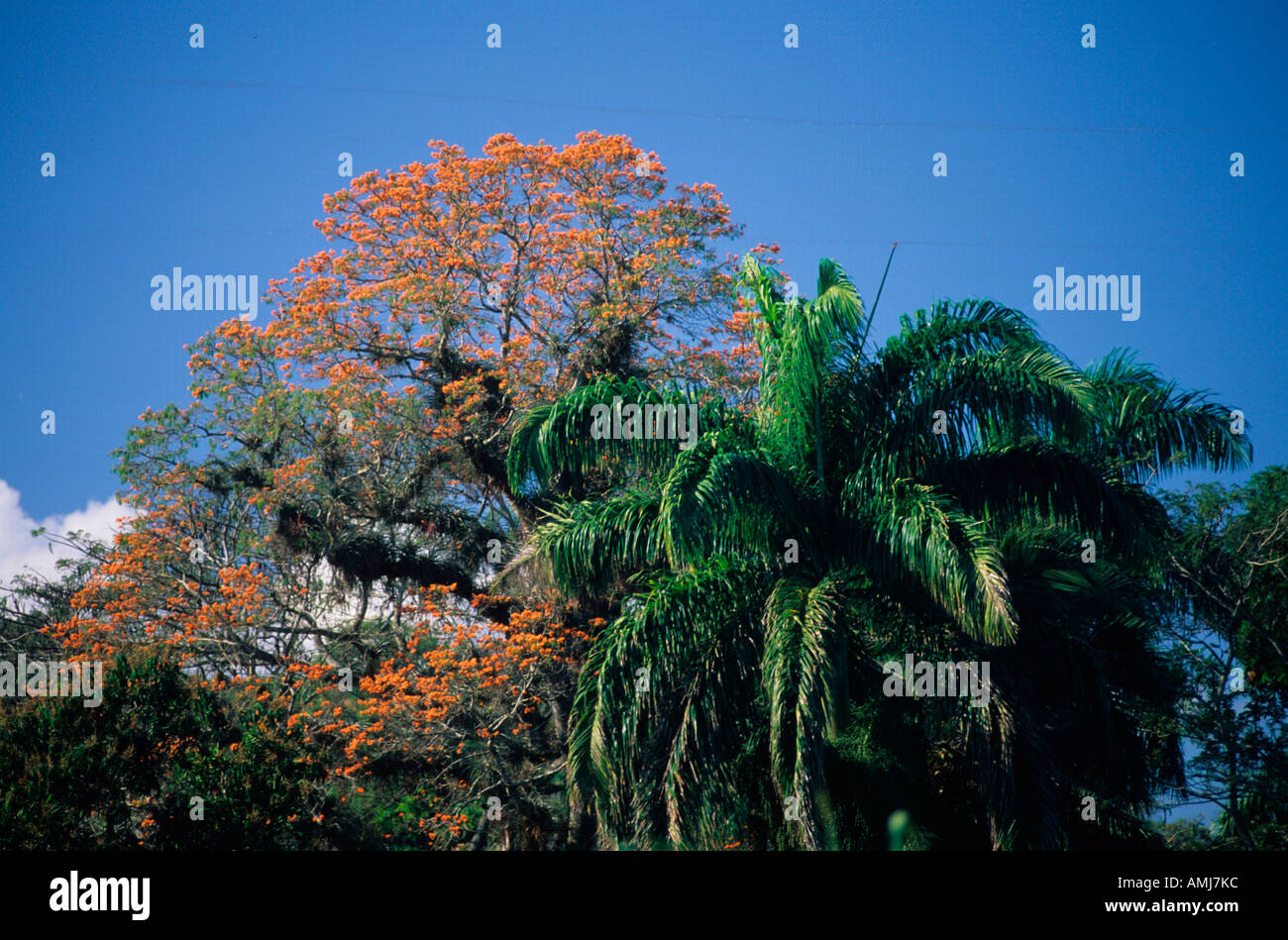 Kuba vegetation hi-res stock photography and images - Alamy
