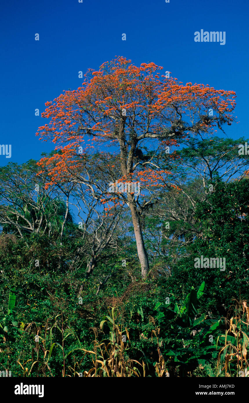 Kuba, Santiago de Cuba, Bayamo, Vegetation Stock Photo - Alamy