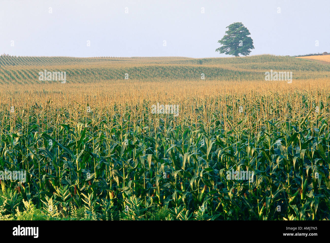 Aurora ontario hi-res stock photography and images - Alamy