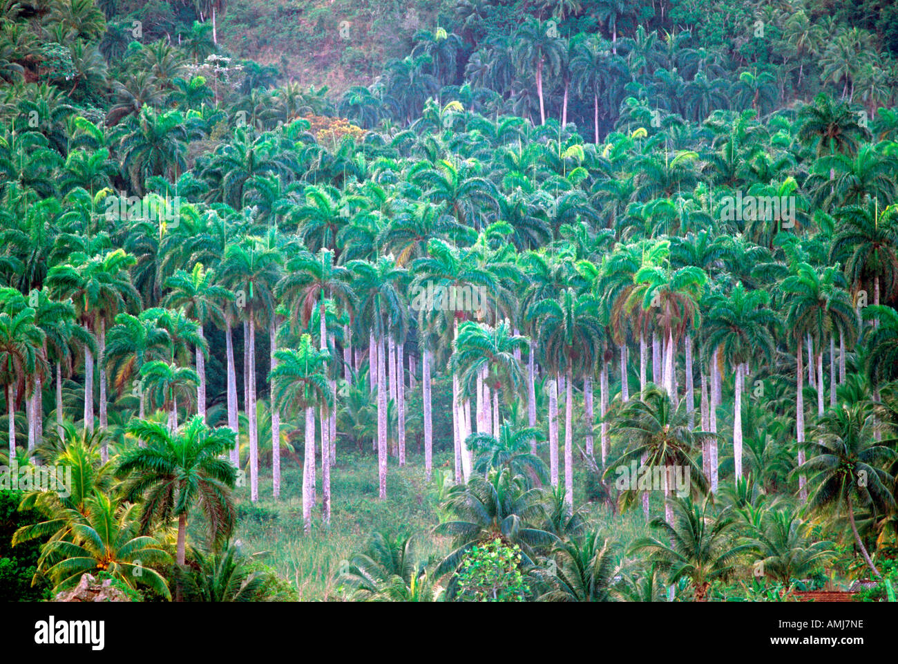 Kuba, Guantanamo, Baracoa, Palmenwald Stock Photo - Alamy