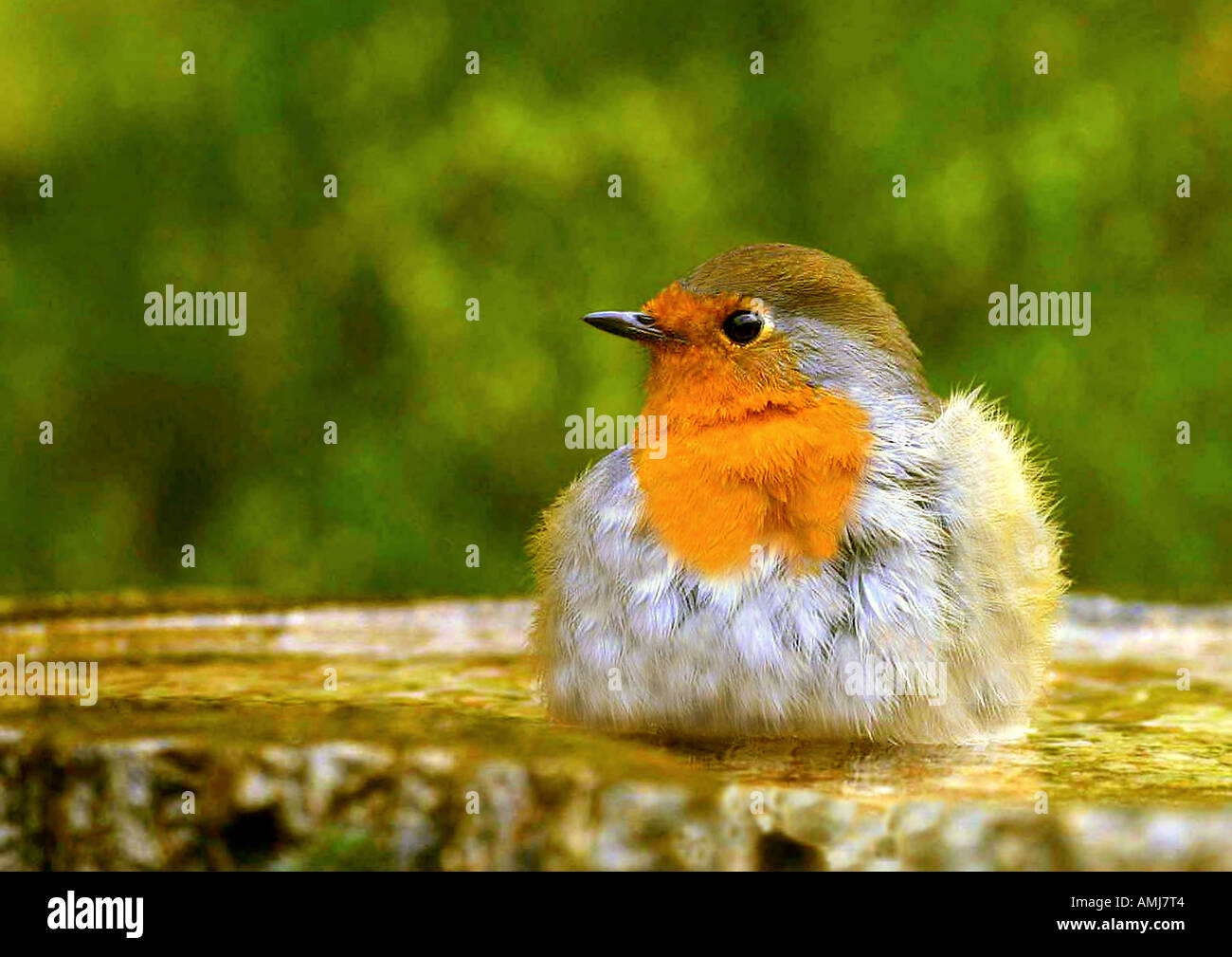 Robin in Bird Bath Natural World Environment Wales Stock Photo - Alamy