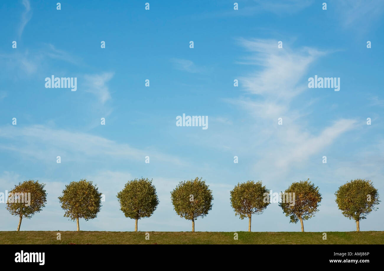 background of tree alley and blue sky Stock Photo - Alamy