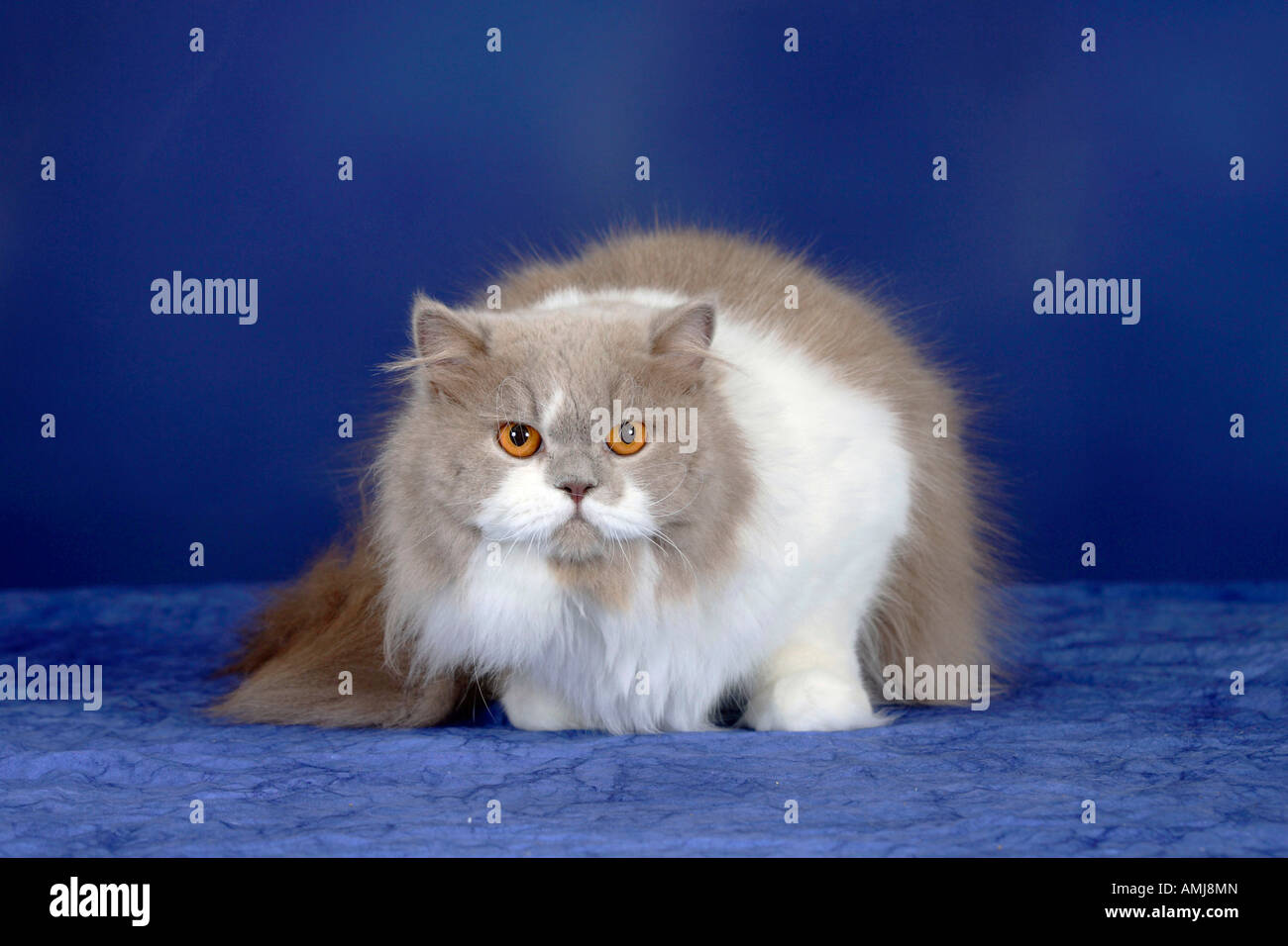 British Longhair Cat lilac white Highlander Lowlander Britanica Stock ...