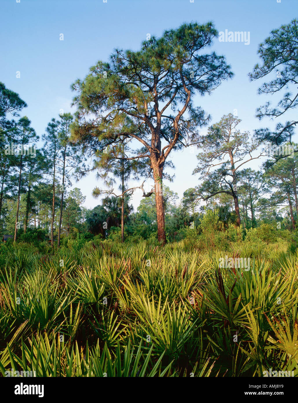 Griffith park heritage tree hi-res stock photography and images - Alamy