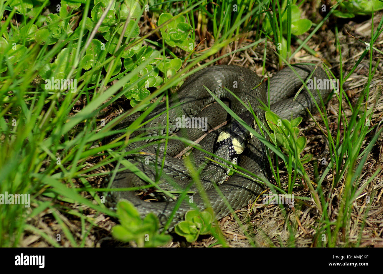 Snake in grass hi-res stock photography and images - Alamy