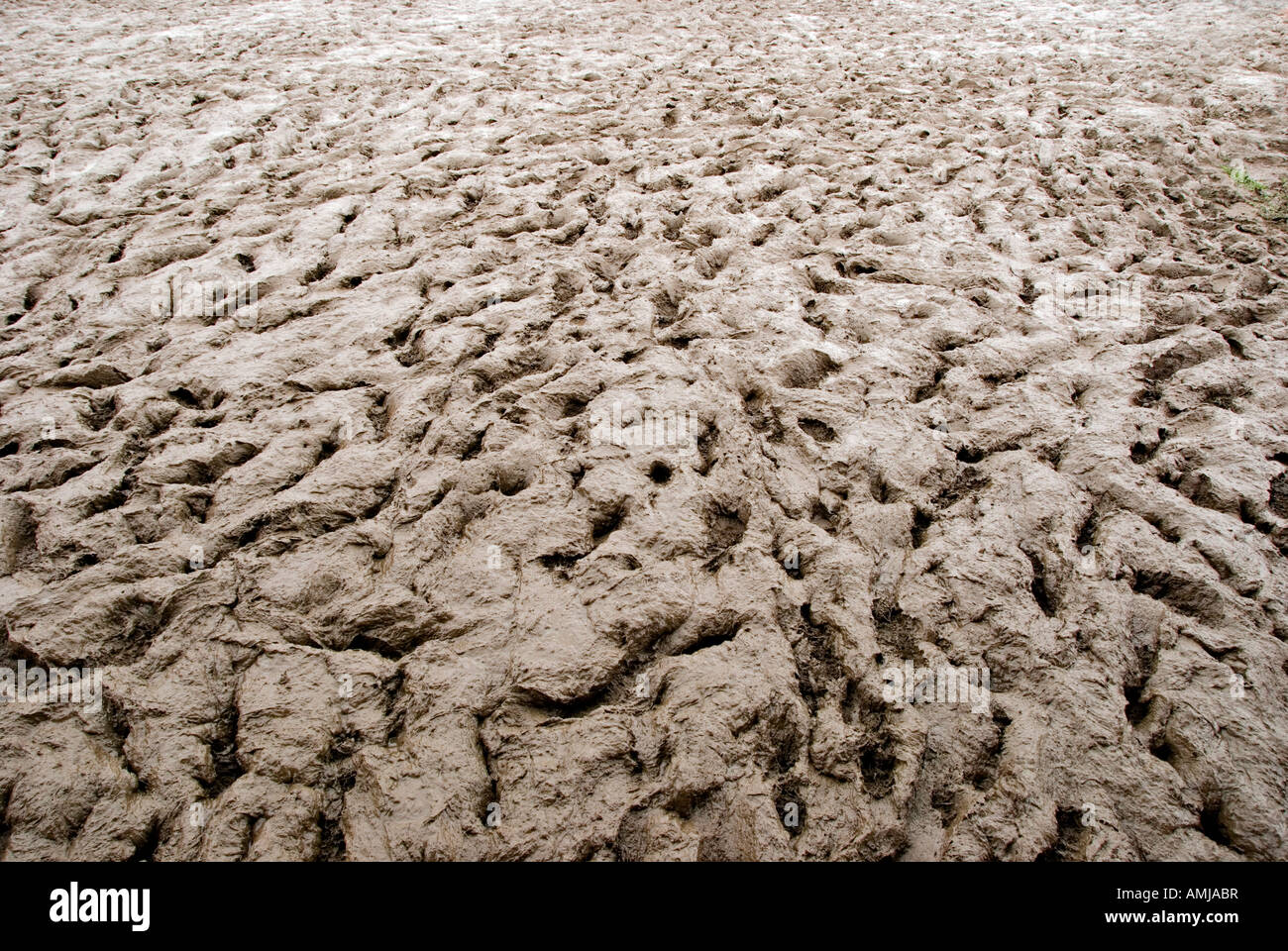 muddy field at a music festival in the wet summer of 2007, Sheep Music ...