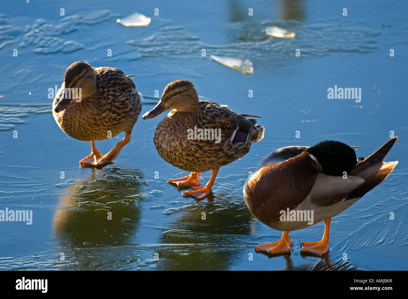 Mallards in lake winter hi-res stock photography and images - Alamy