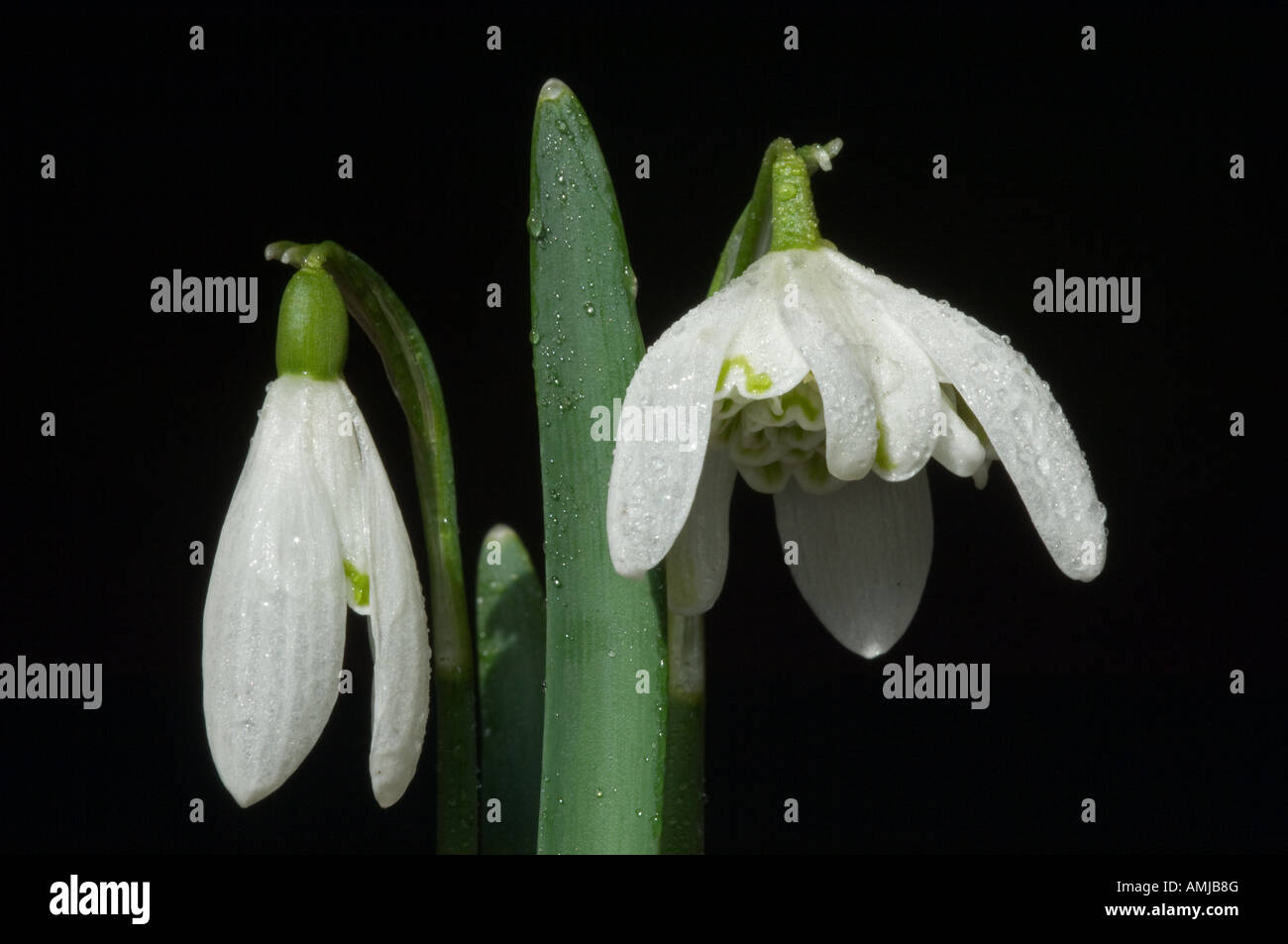 Galanthus nivalis flowers white snowdrops hi-res stock photography and ...