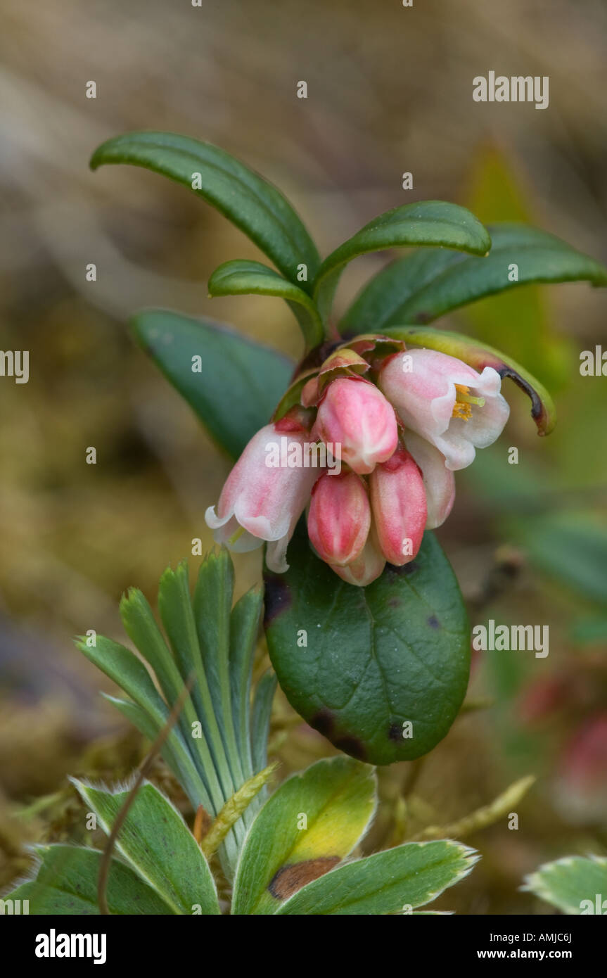 Flowers of cowberry hi-res stock photography and images - Alamy
