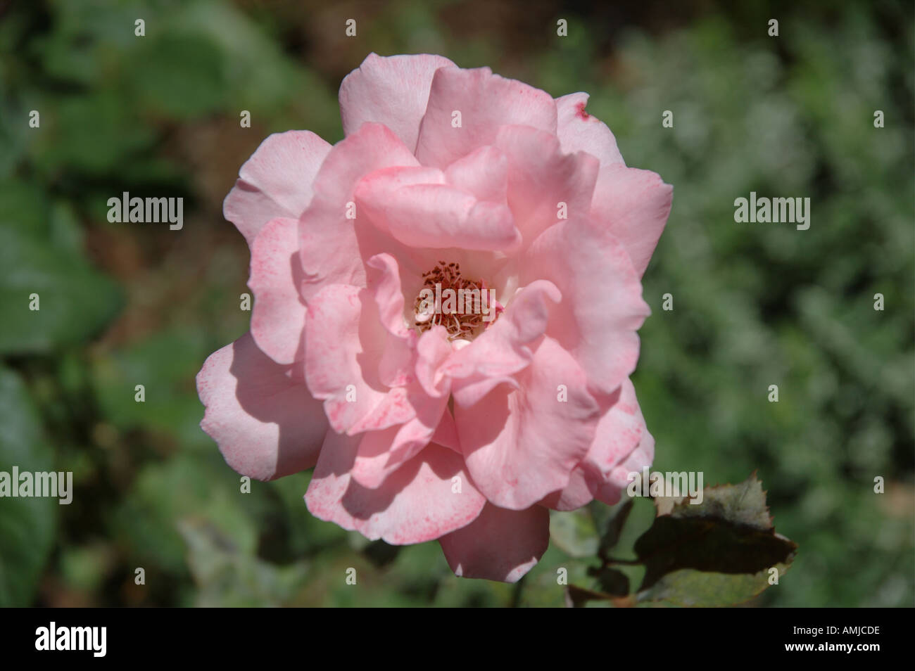 Pink Queen Elizabeth rose in bloom Stock Photo - Alamy
