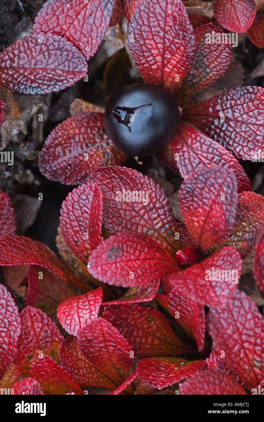 Alpine Bearberry Arctostaphylos alpinus with fruit Stock Photo - Alamy