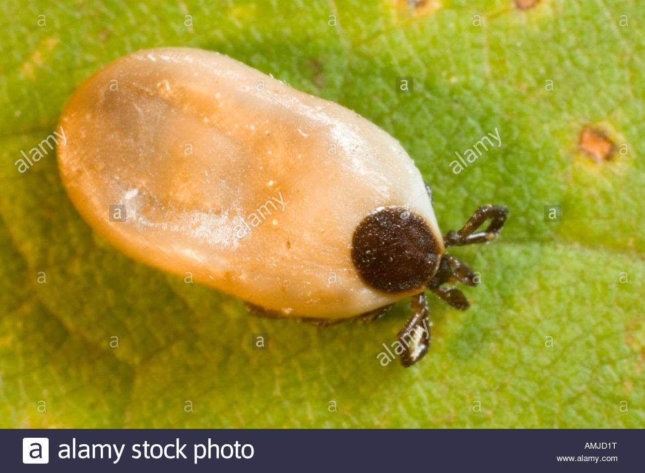 Deer Tick Stock Photos & Deer Tick Stock Images - Alamy