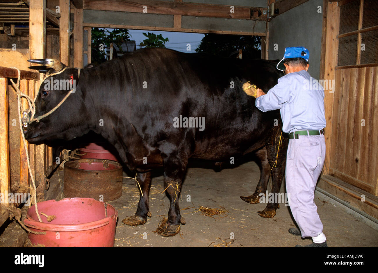 Japan, Chubu, Matsusaka, Bauer massiert Matsusaka-Rind Stock Photo - Alamy