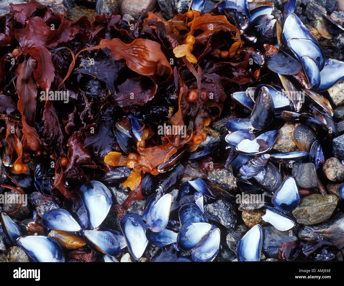 Blamusslor hi-res stock photography and images - Alamy