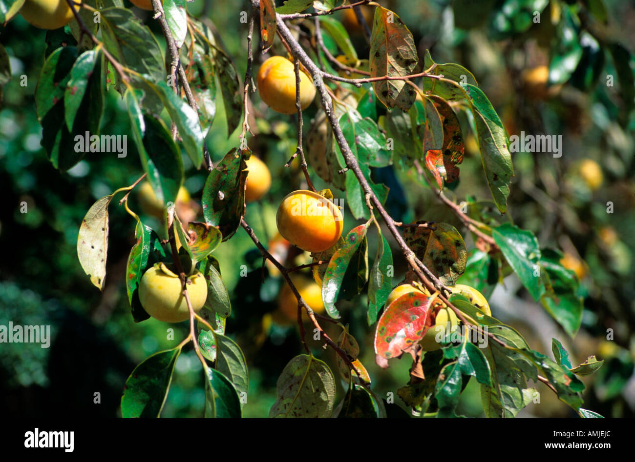 Japan, Chubu, Ise-Shima, Baumfrucht Stock Photo - Alamy