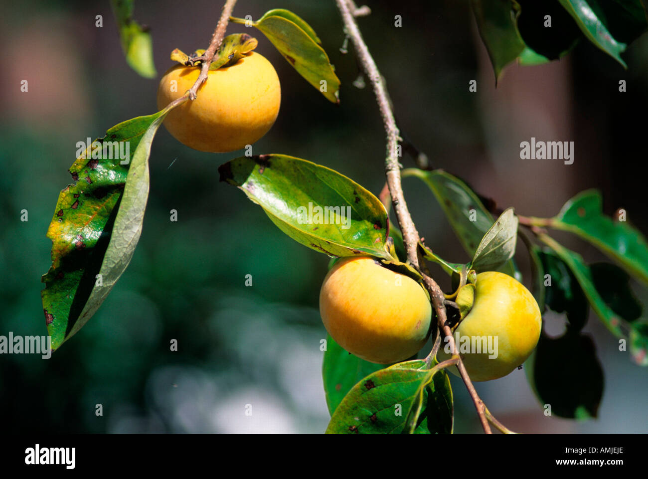 Baumfrucht hi-res stock photography and images - Alamy