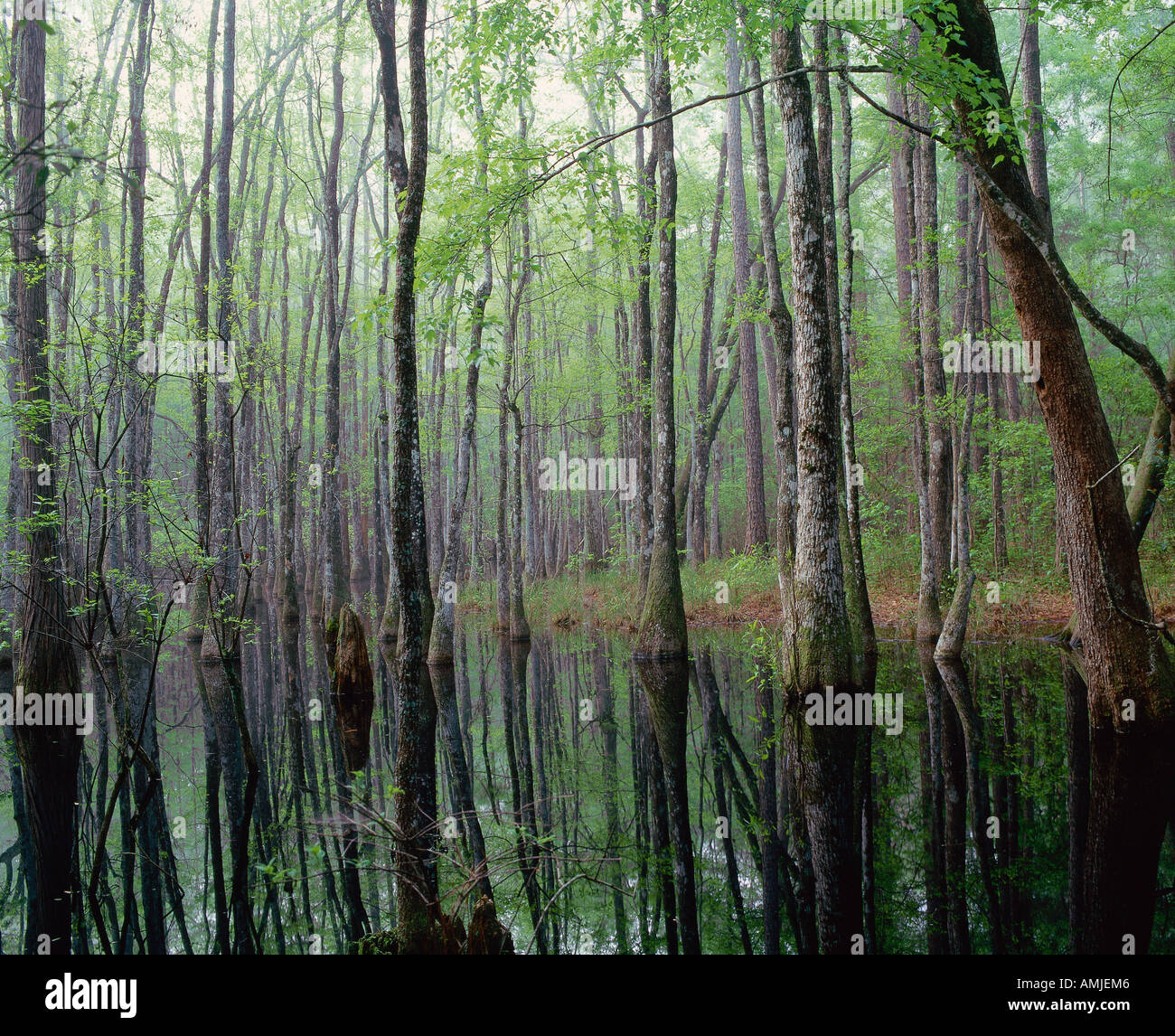 Gum Swamp, Apalachicola National Forest, Florida, USA Stock Photo - Alamy