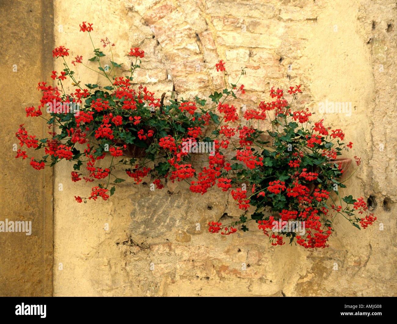 Geraniums in an Italian street Stock Photo - Alamy