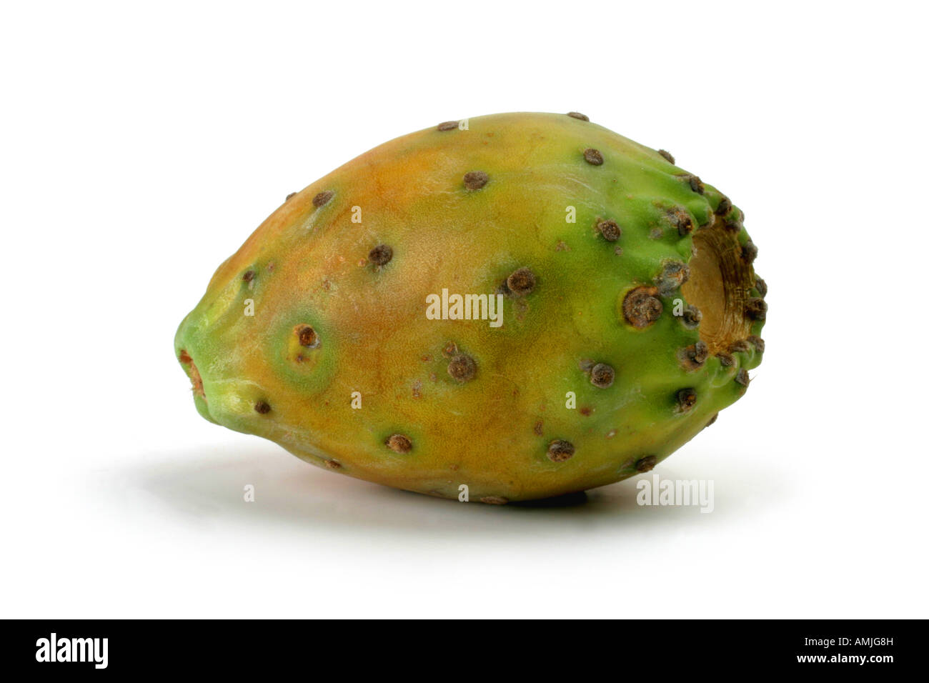 Indian fig Opuntia ficus indica origin Mexico Stock Photo - Alamy