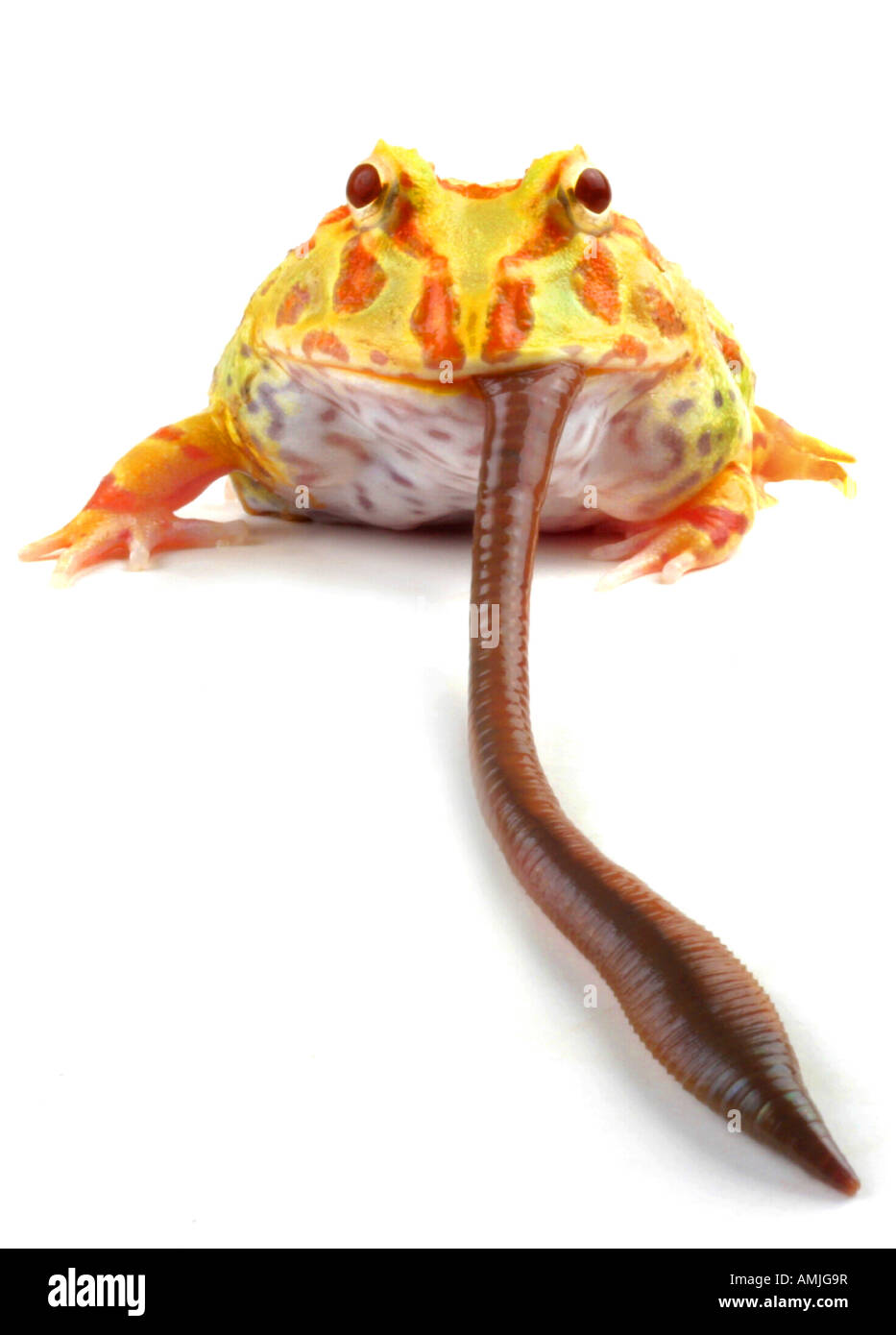 argentine horned frog pacman frog night crawler Ceratophrys ornata ...