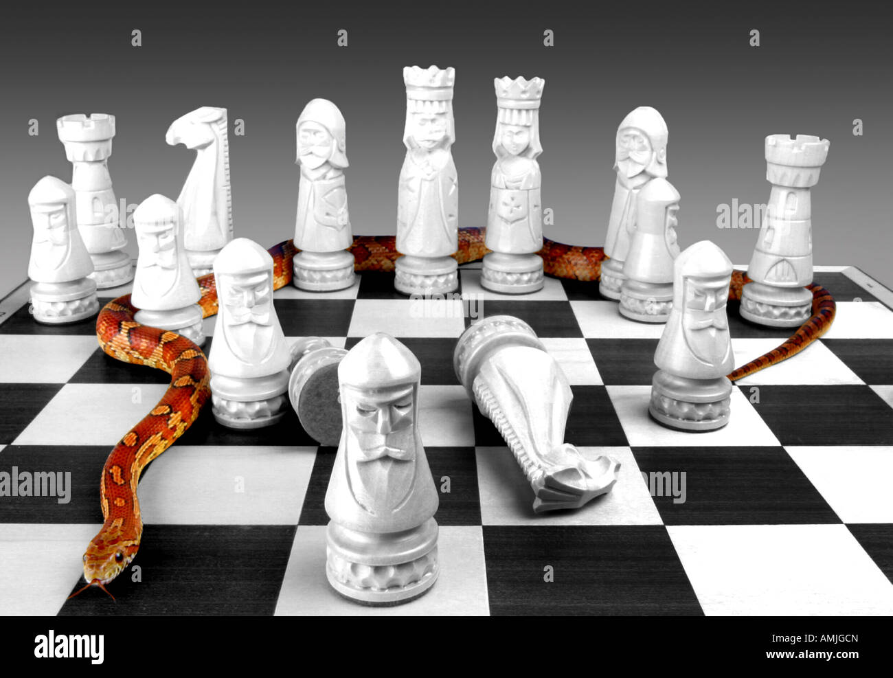 chess snake Elaphe guttata creeping over chessboard Stock Photo - Alamy