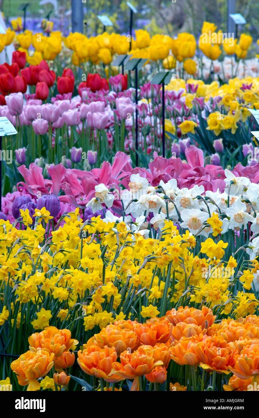flowers multicolor Stock Photo - Alamy