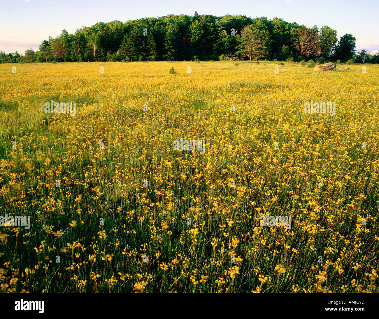 Hawkweed images hi-res stock photography and images - Alamy