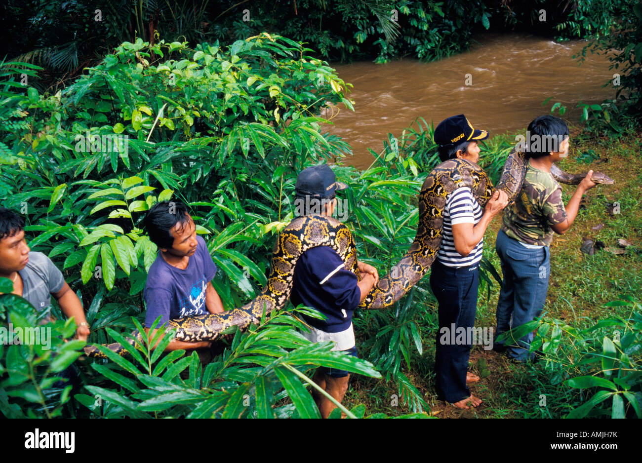 Netzpython indonesien familly with tame Reticulated Python Python ...