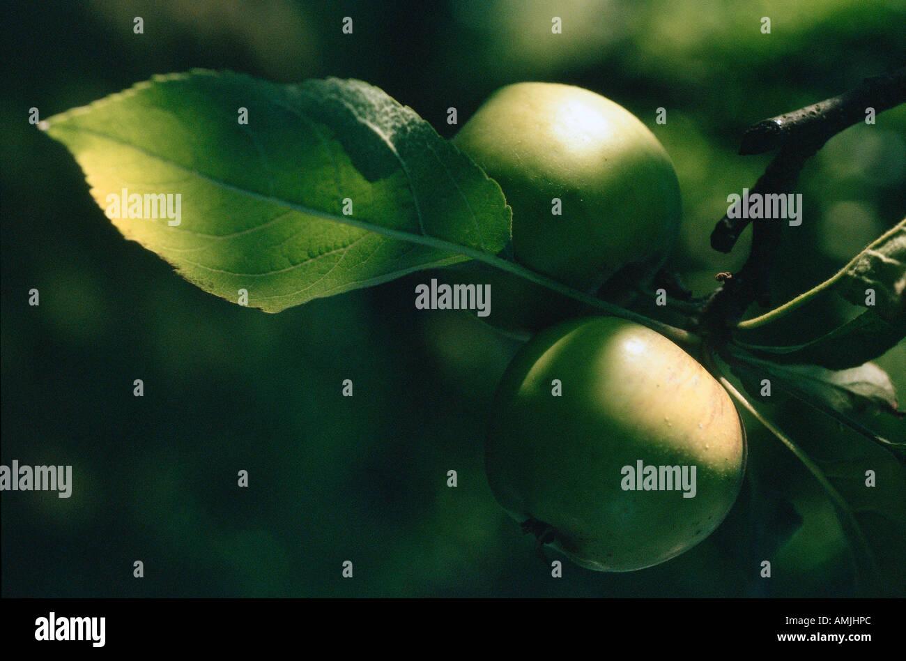 Apple tree without apples hi-res stock photography and images - Alamy