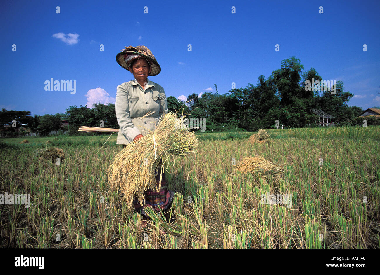 Lao farmer harvesting rice hi-res stock photography and images - Alamy