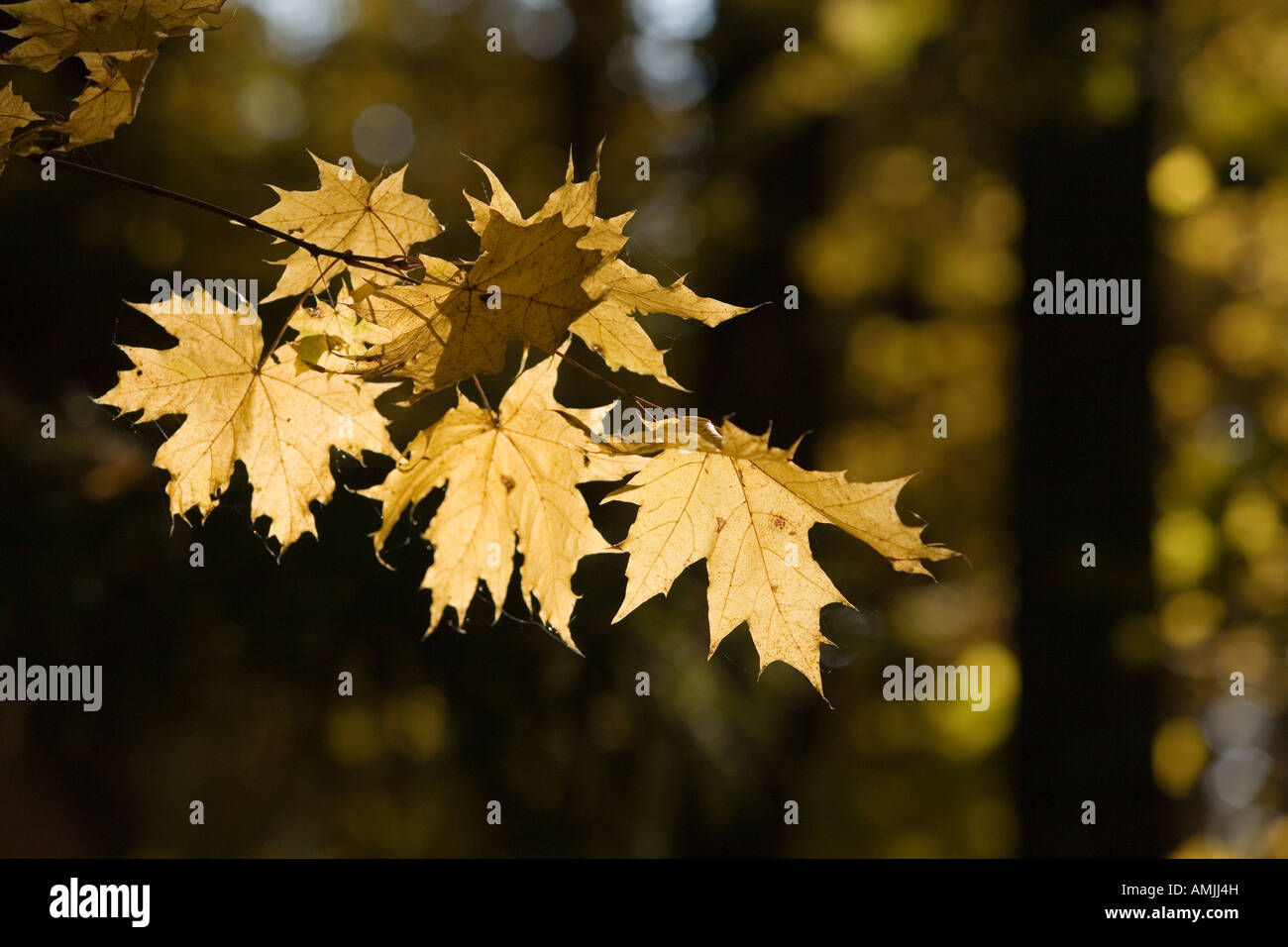 Maple sheets hi-res stock photography and images - Alamy