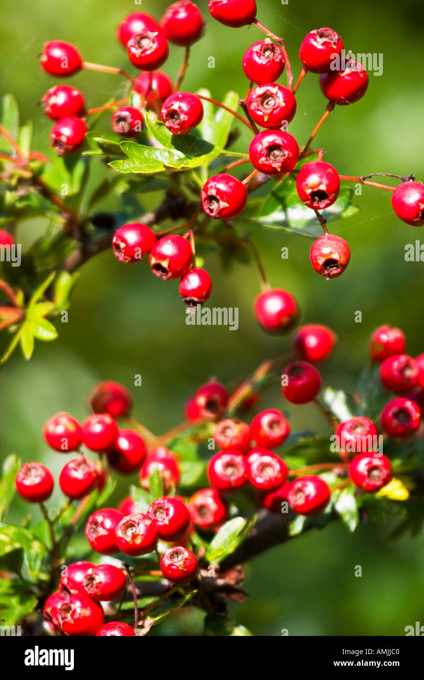 Bright red Hawthorn berries Stock Photo - Alamy