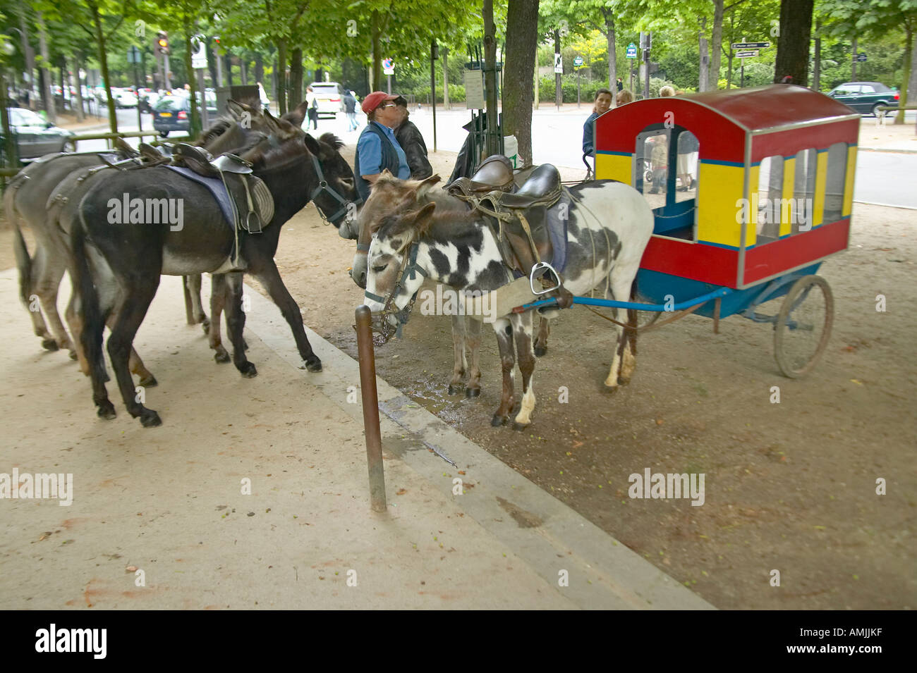 Donkeys waiting to be ridden at donkey ride in park Paris France Stock ...