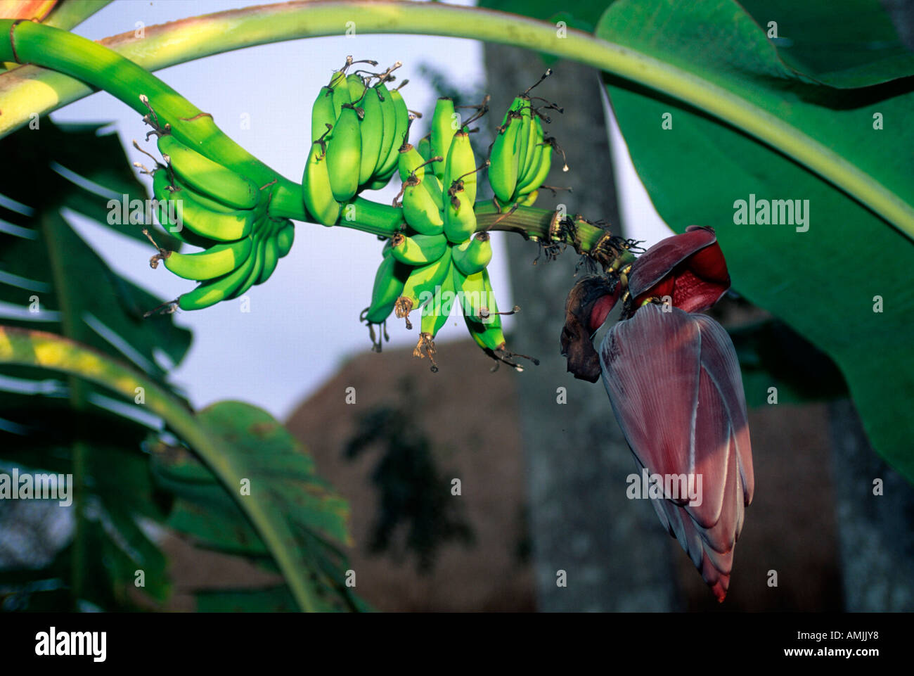 Bananenblute hi-res stock photography and images - Alamy