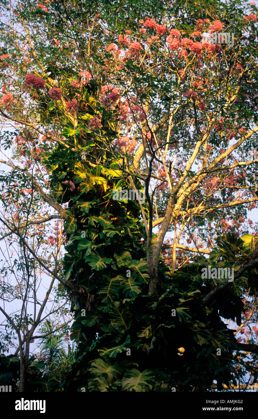 Mexiko, Yucatan, tropische Vegetation Stock Photo - Alamy