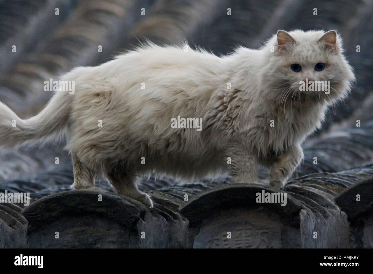White Cat with Blue Eyes on a Hutong Rooftop Beijing China Stock Photo ...