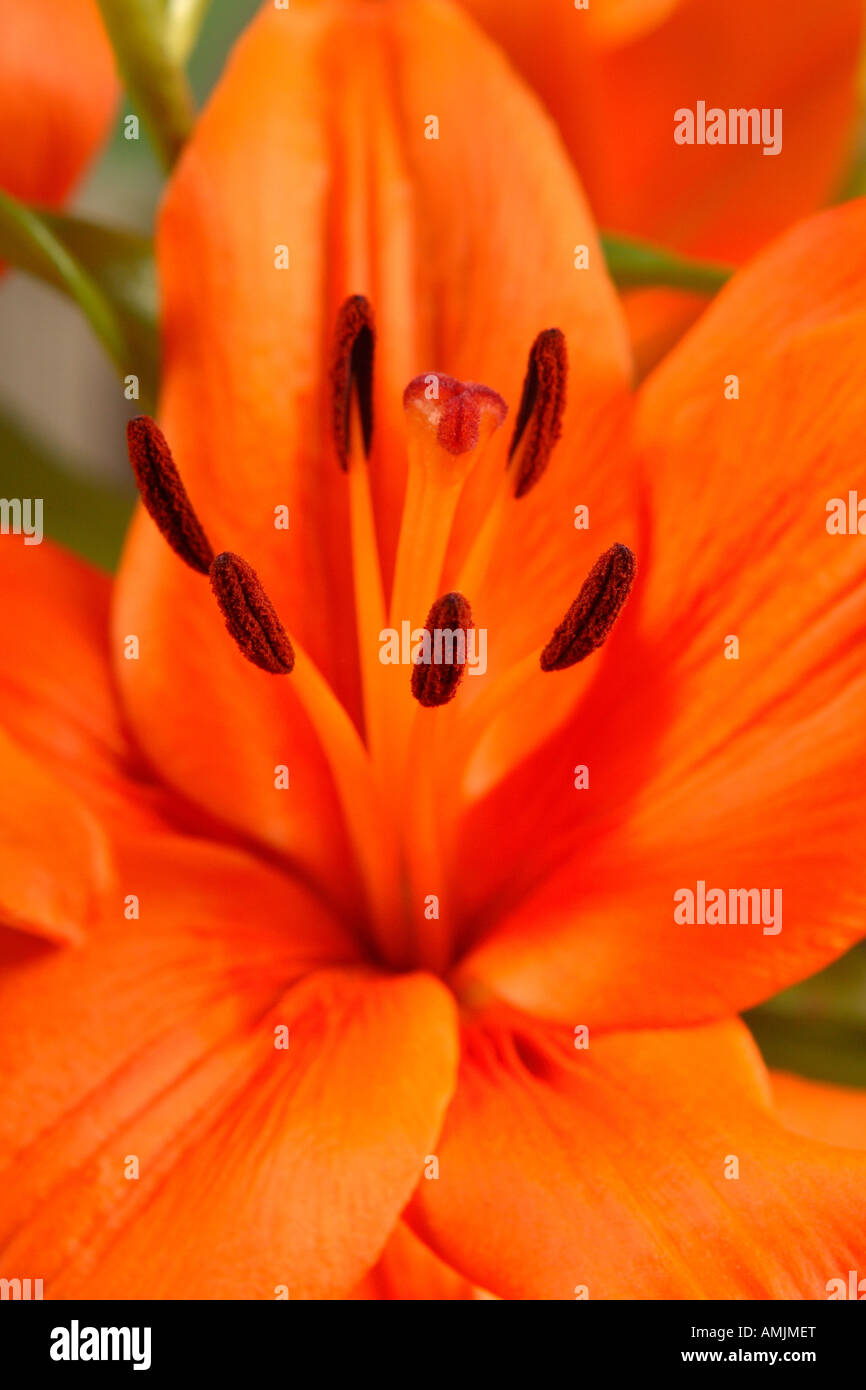 Organ System Of Flower