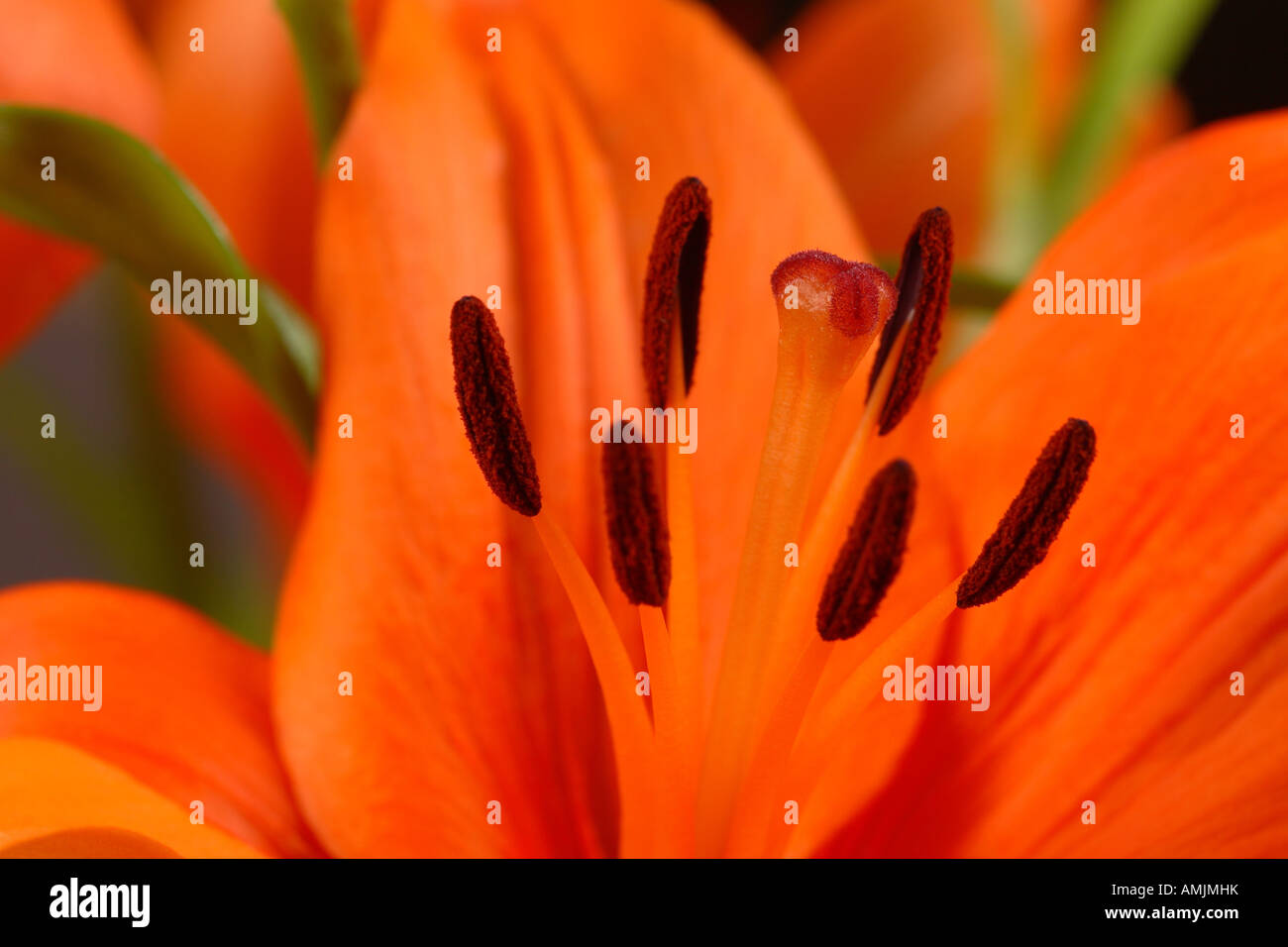 Male female reproductive organs hi-res stock photography and images - Alamy