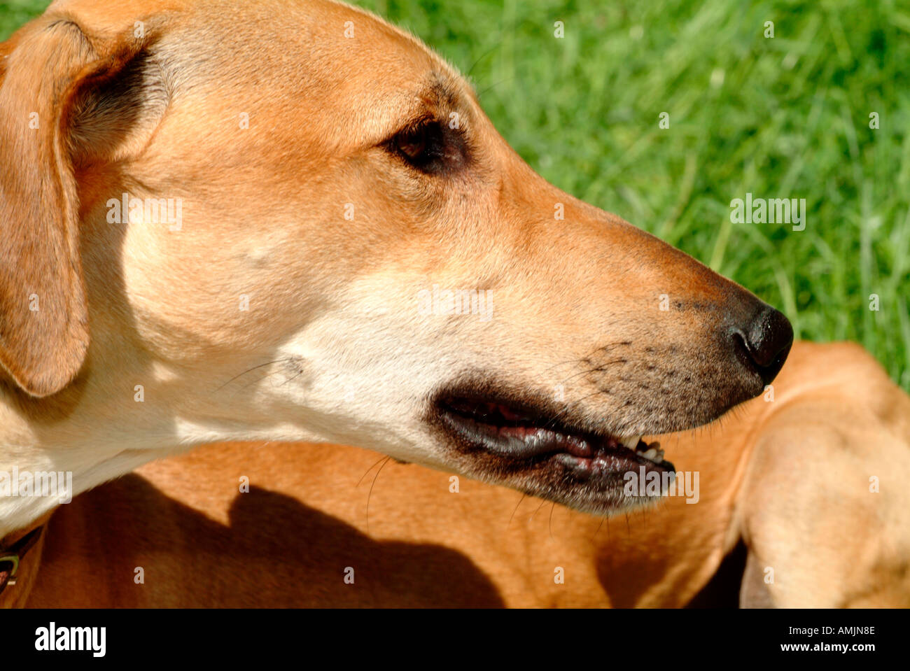 MR portrait of a greyhound Sloughy head profil Stock Photo - Alamy