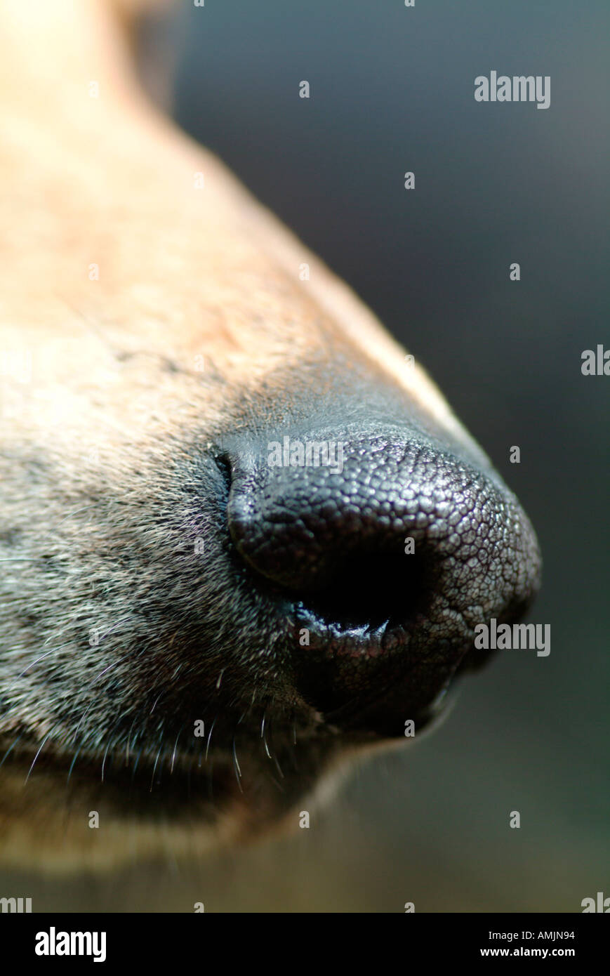 MR dogs nose muzzle of a greyhound Sloughy Stock Photo - Alamy