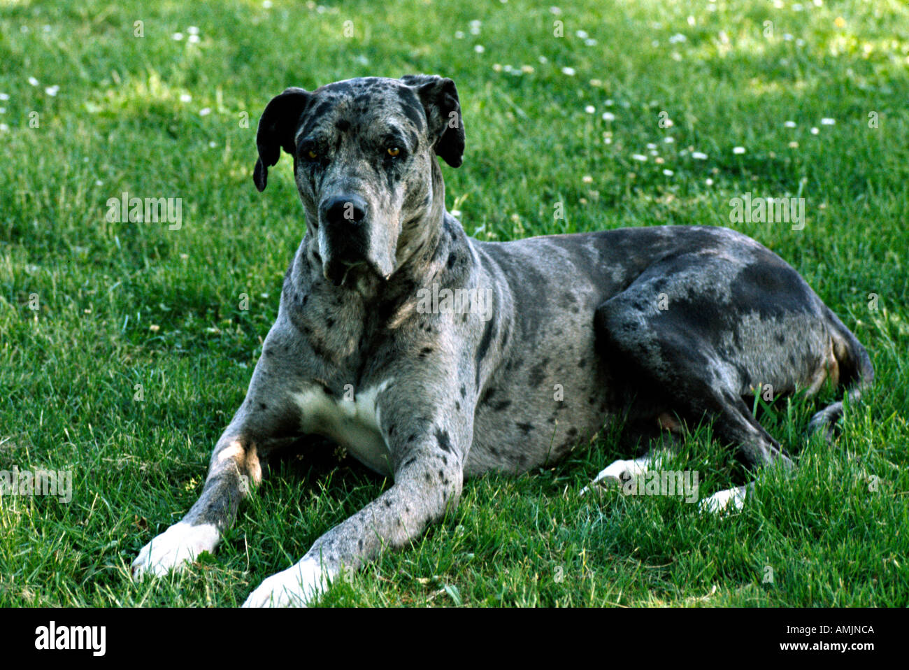MR dog on grass German Mastiff Stock Photo - Alamy