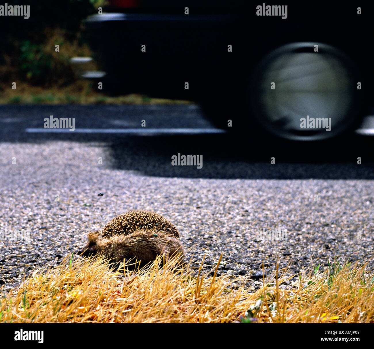 Hedgehog highway hi-res stock photography and images - Alamy