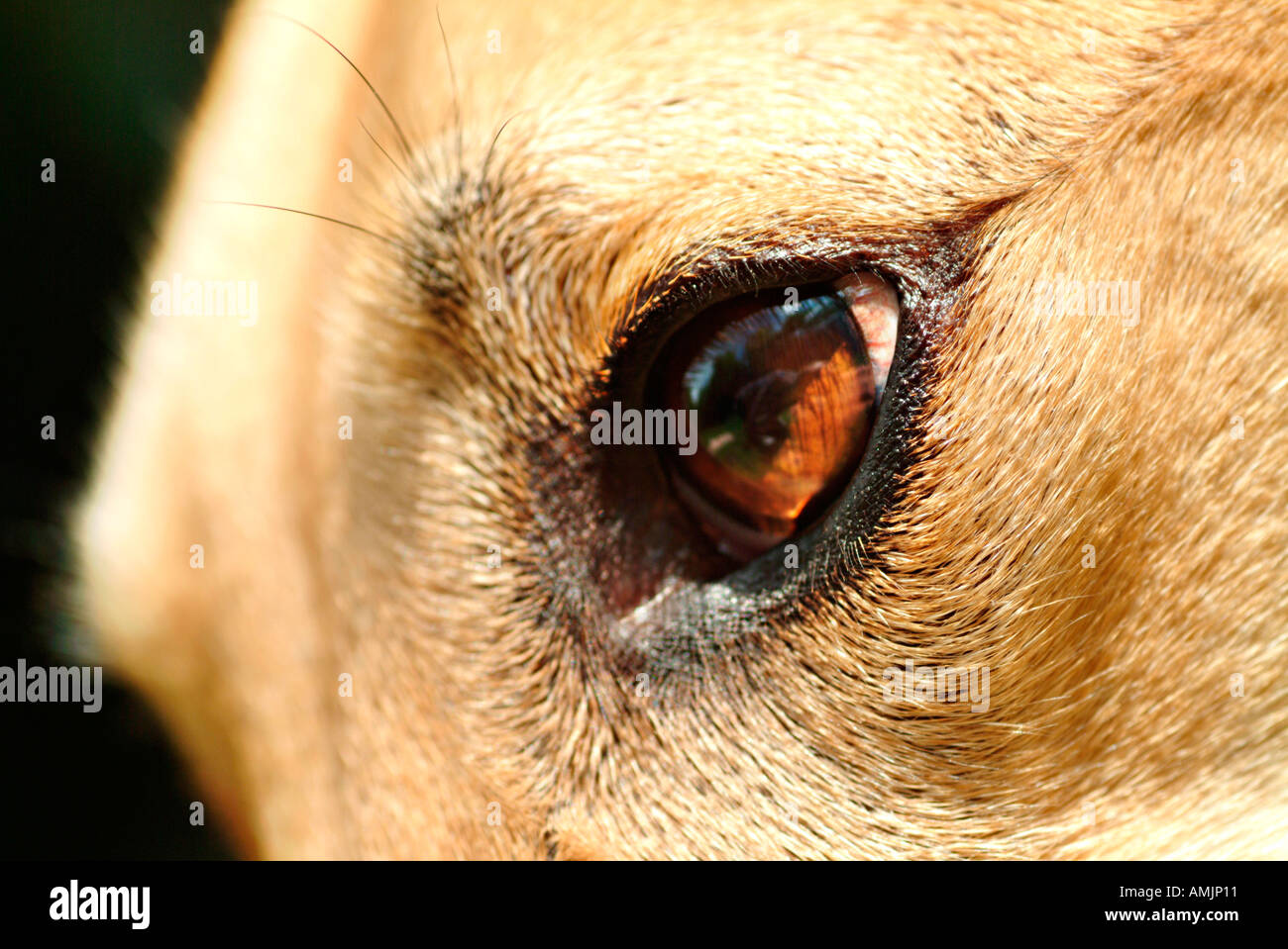 amber coloured eye of a dog Sloughy Stock Photo - Alamy