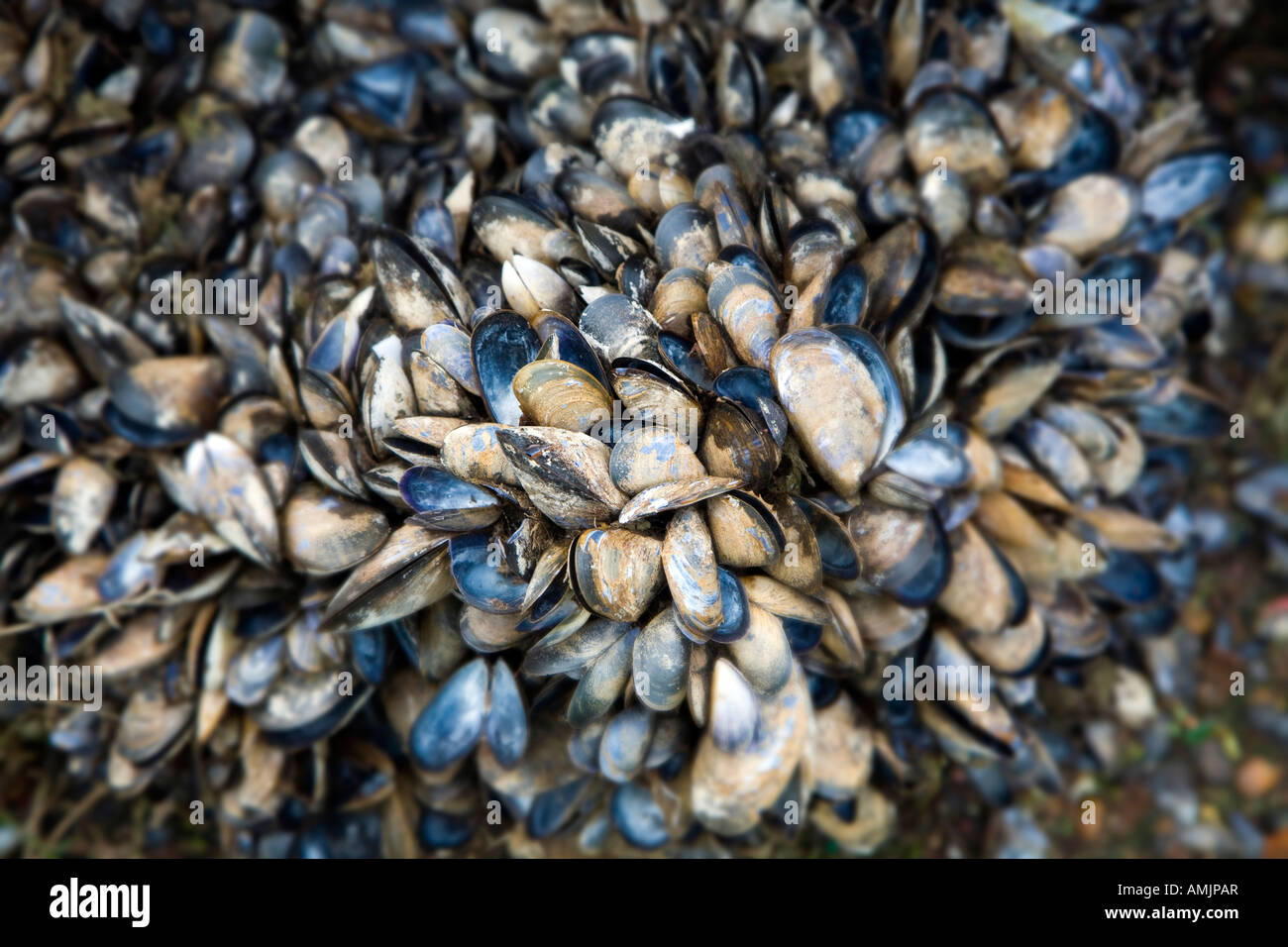 Dried out mussel shells on the bottom of a navigation buoy Stock Photo ...