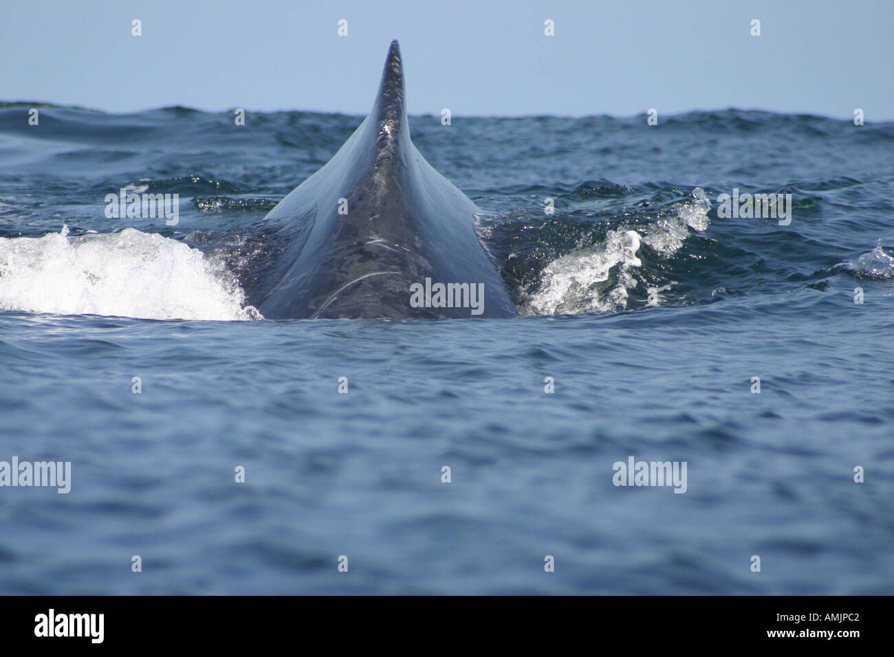 whale swimming with strength and speed throught the water Stock Photo ...