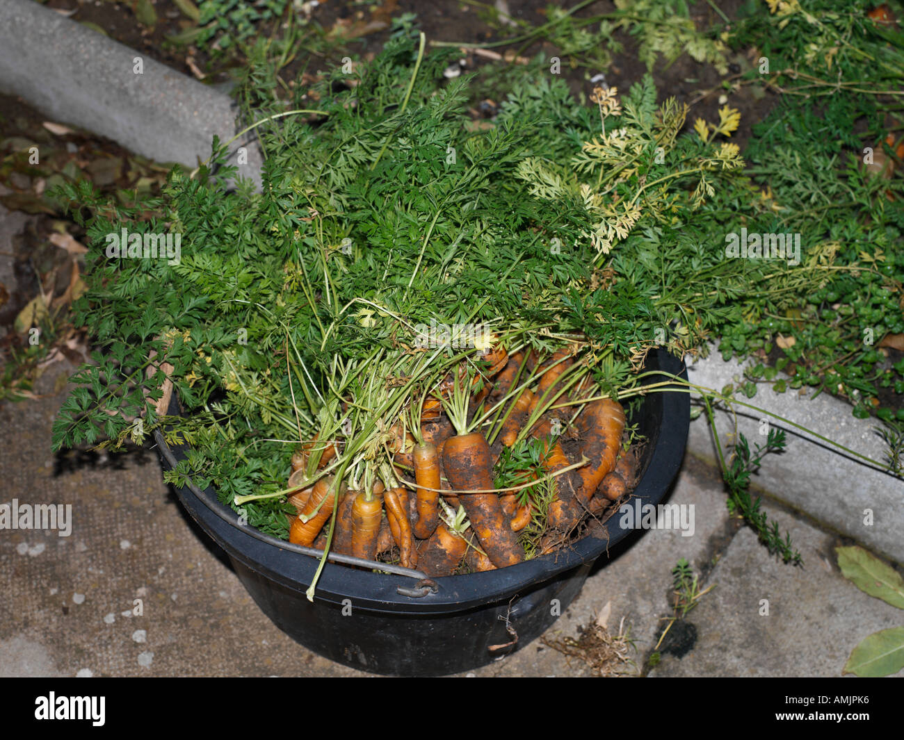Bucket grown carrots hi-res stock photography and images - Alamy