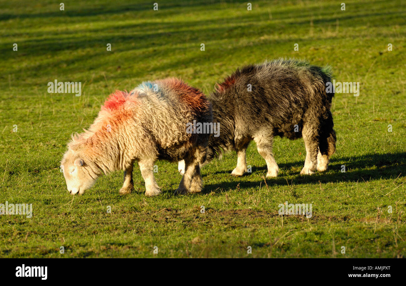 Tupping Stock Photos & Tupping Stock Images - Alamy