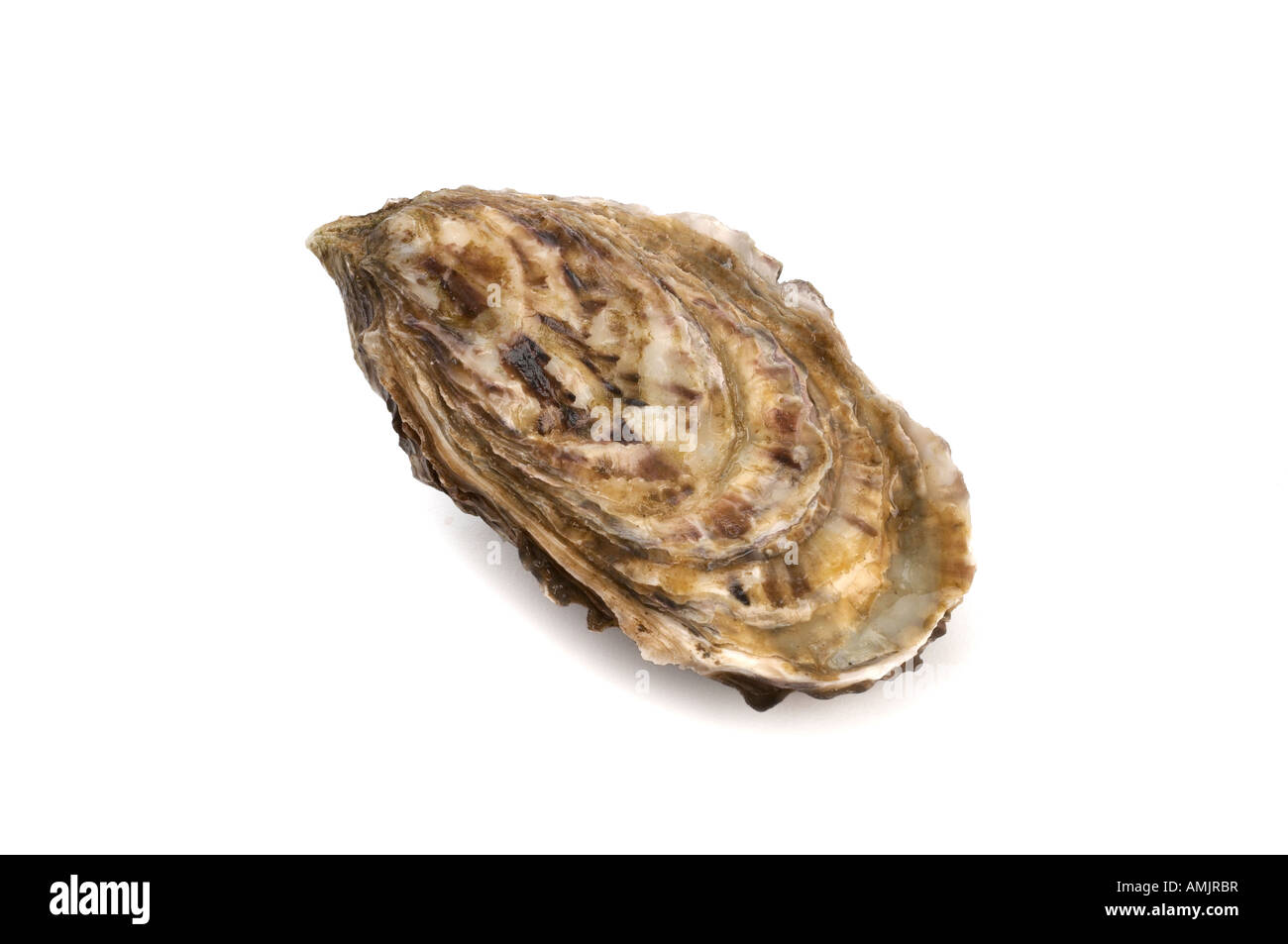 Oyster shell hi-res stock photography and images - Alamy